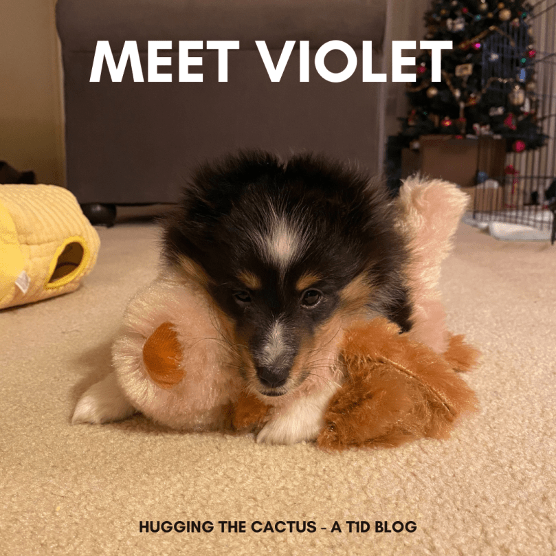 Meet Violet – Hugging the Cactus
